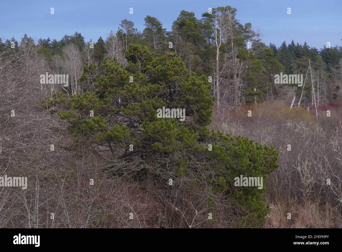 Shore Pine (Pinus contorta contorta Stock Photo - Alamy