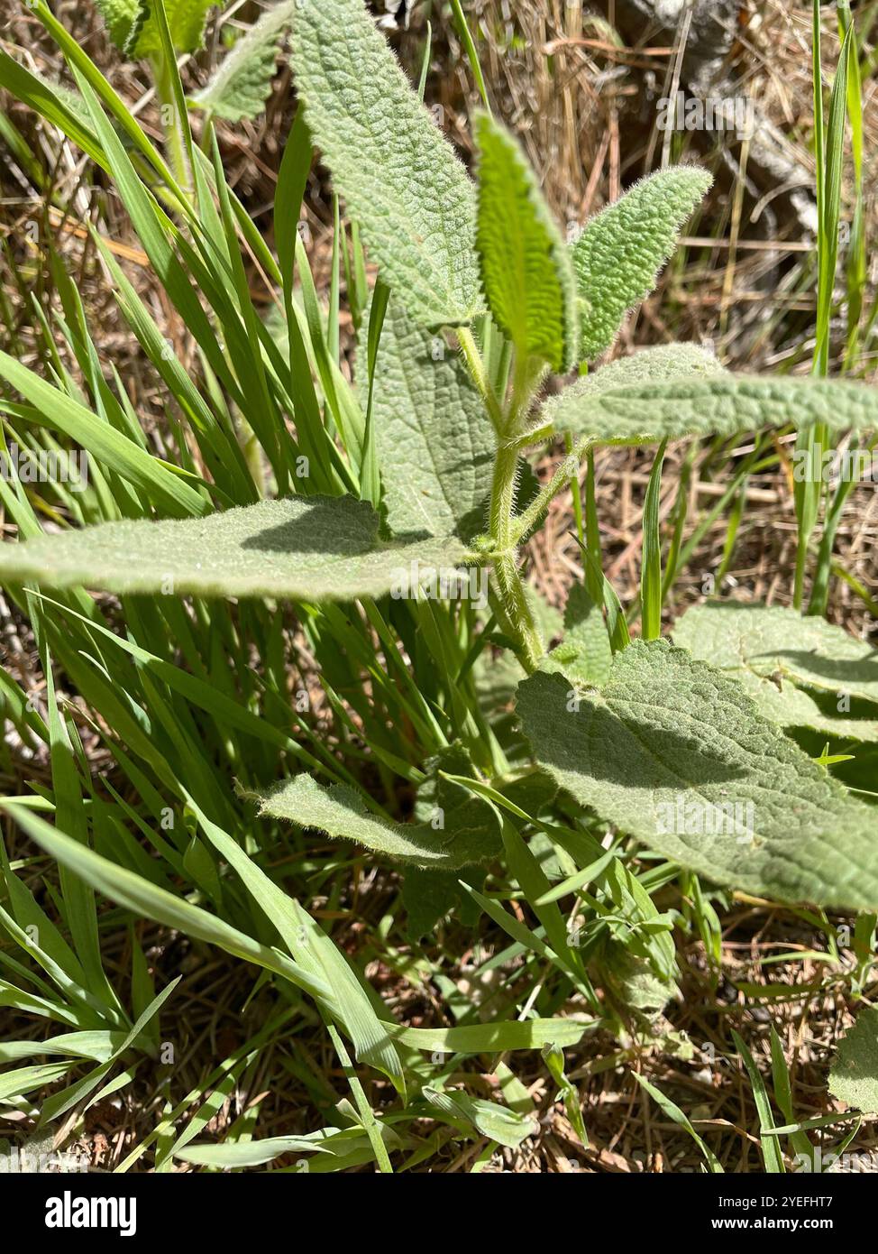 Stachys hedgenettles hi-res stock photography and images - Alamy