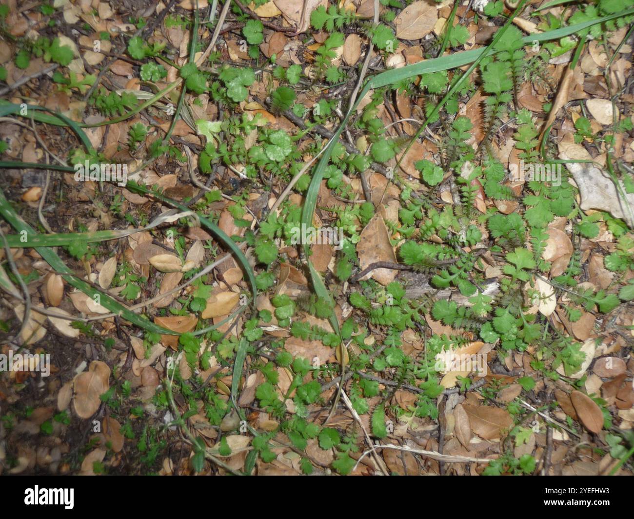 Leptinella (Leptinella squalida Stock Photo - Alamy