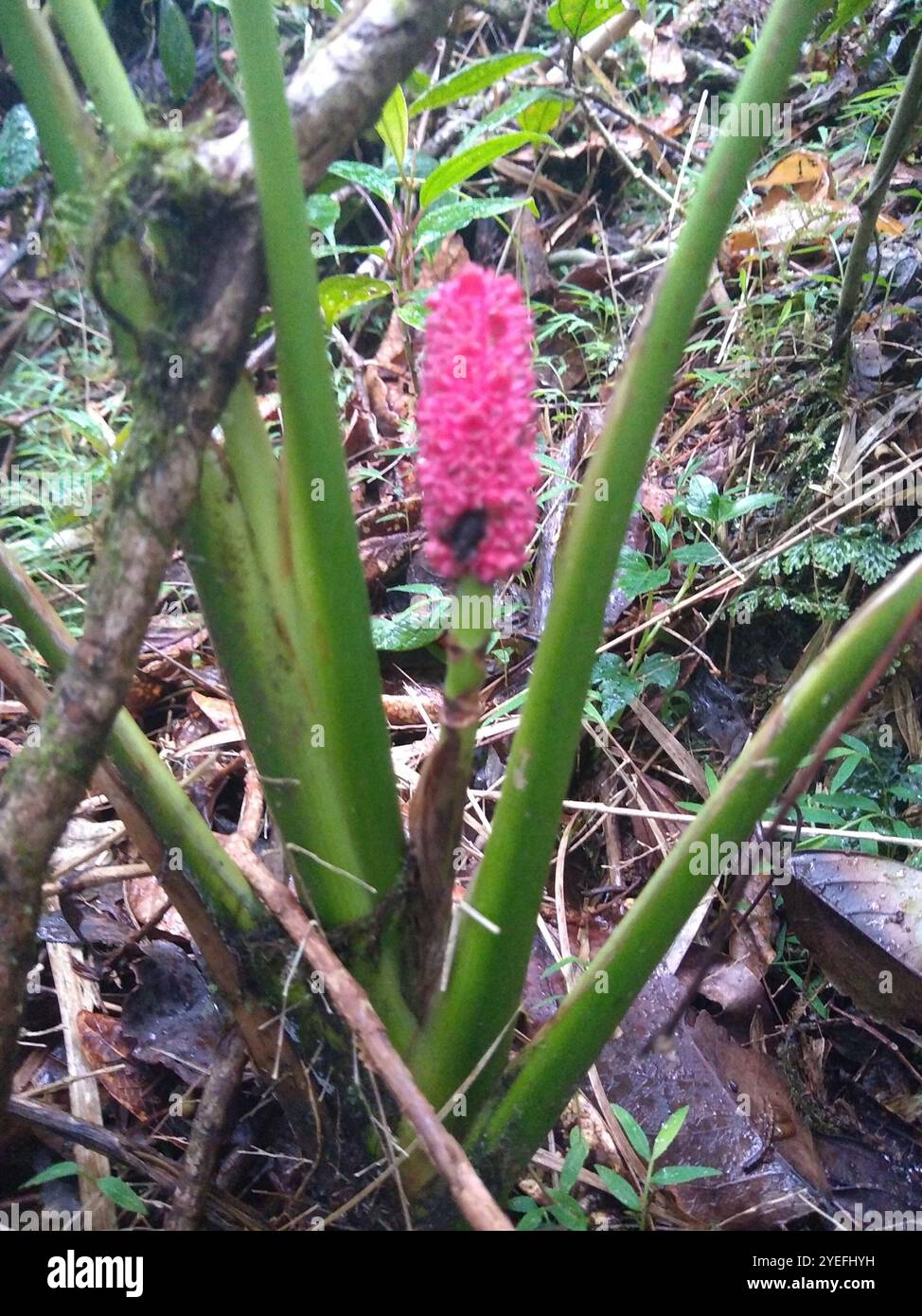 cyclanthus family (Cyclanthaceae Stock Photo - Alamy