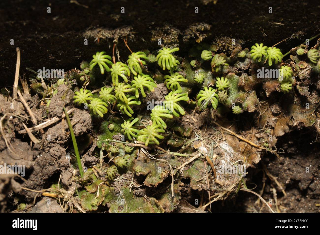 Common Liverwort (Marchantia polymorpha Stock Photo - Alamy