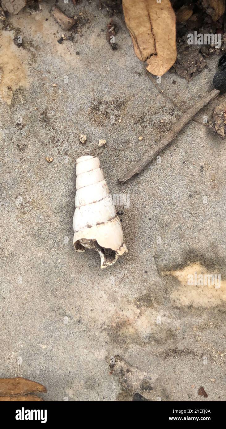 Decollate Snail (Rumina decollata Stock Photo - Alamy