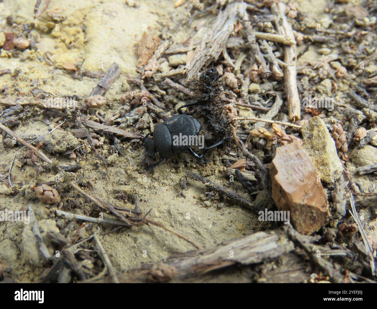 Dung Rollers (Canthon Stock Photo - Alamy