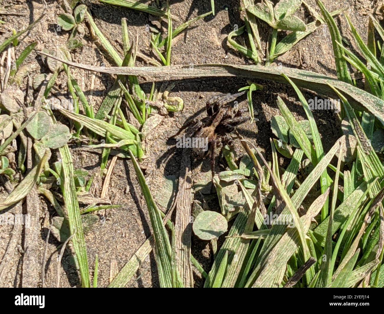 Fox spiders hi-res stock photography and images - Alamy