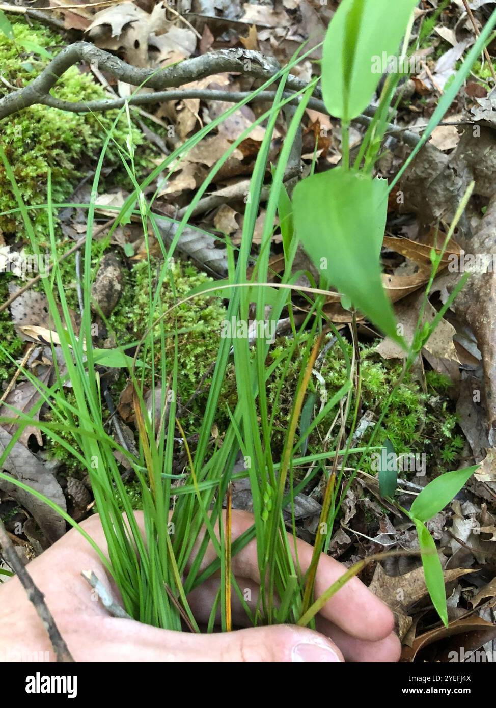 flat-spiked sedge (Carex planispicata Stock Photo - Alamy