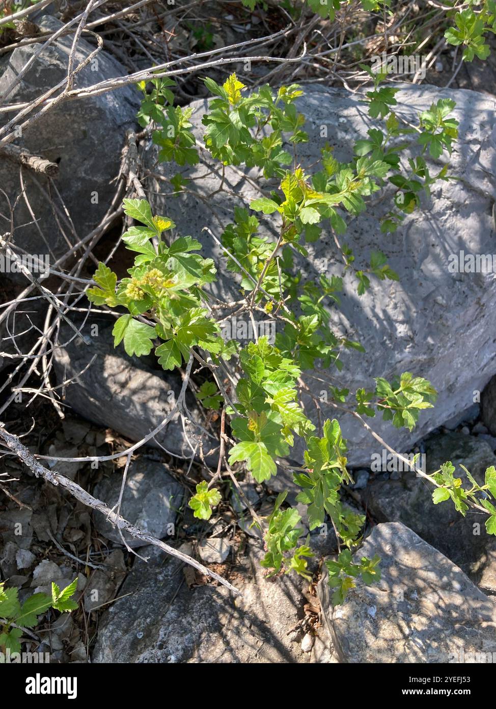 fragrant sumac (Rhus aromatica Stock Photo - Alamy