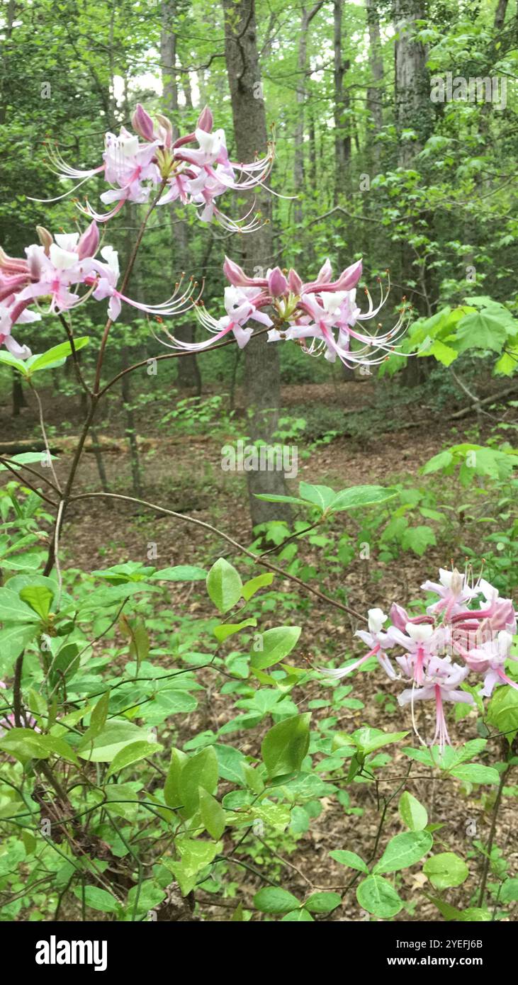 Pinxter Flower (Rhododendron periclymenoides Stock Photo - Alamy