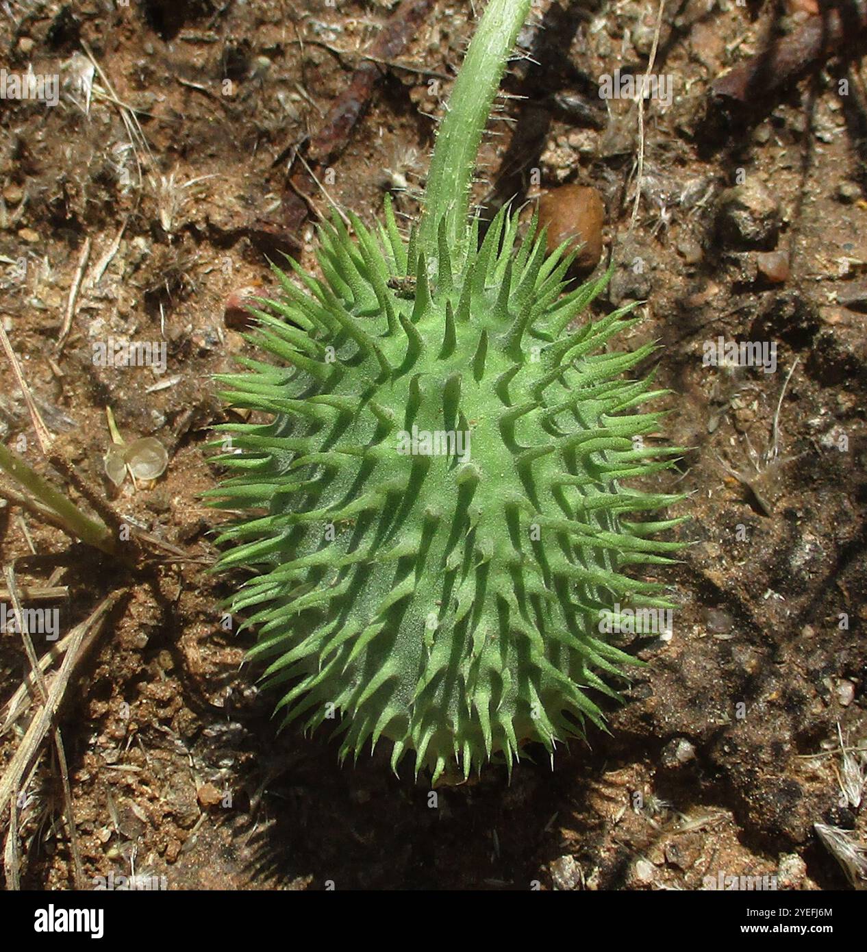 South African Spiny Cucumber (Cucumis zeyheri Stock Photo - Alamy