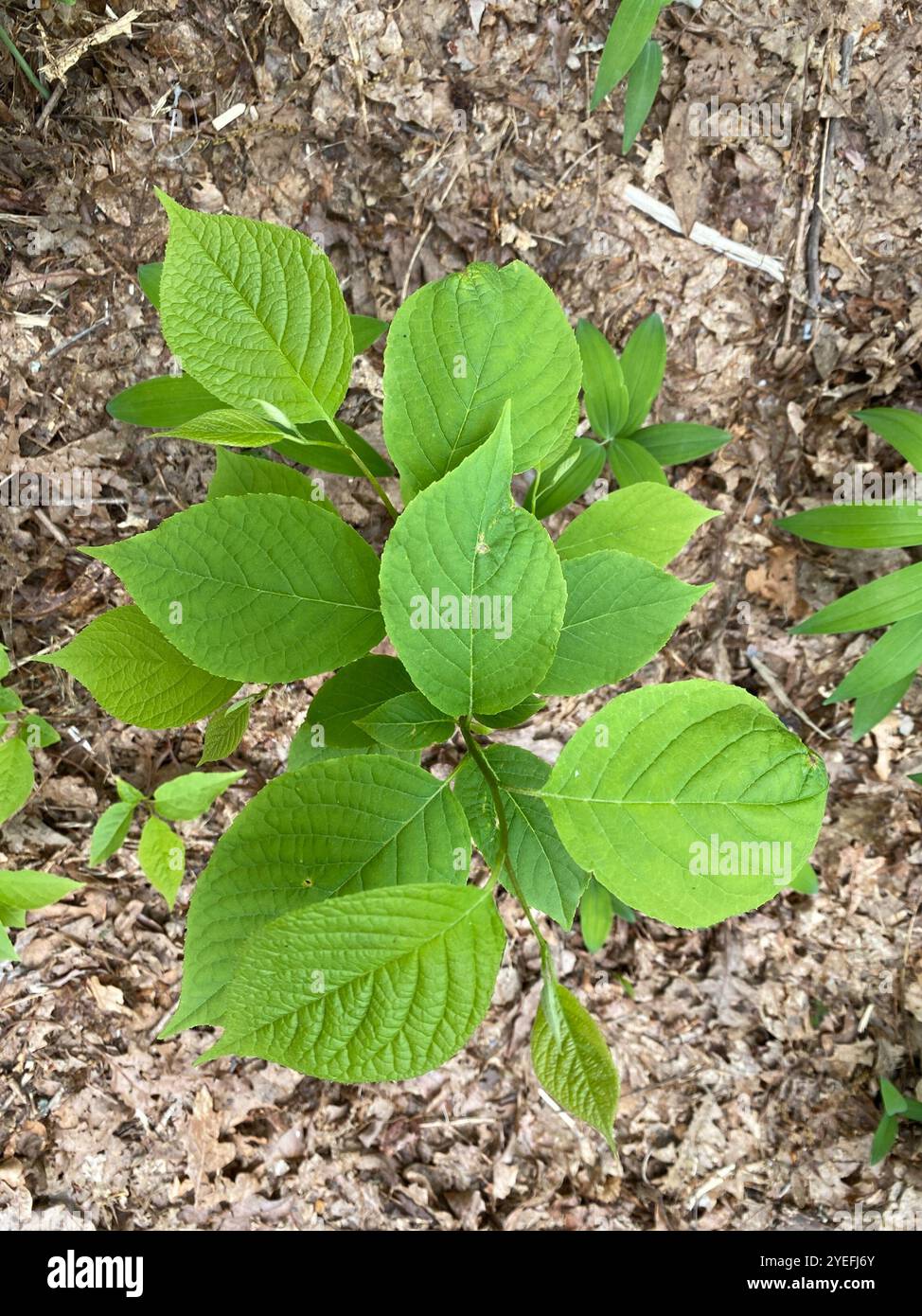mountain silverbell (Halesia tetraptera Stock Photo - Alamy