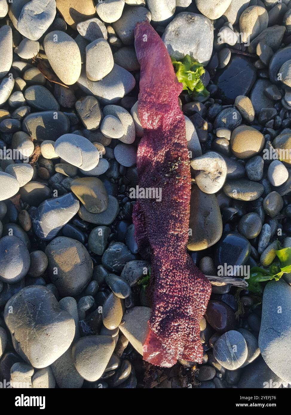 Gigartinaceae hi-res stock photography and images - Alamy