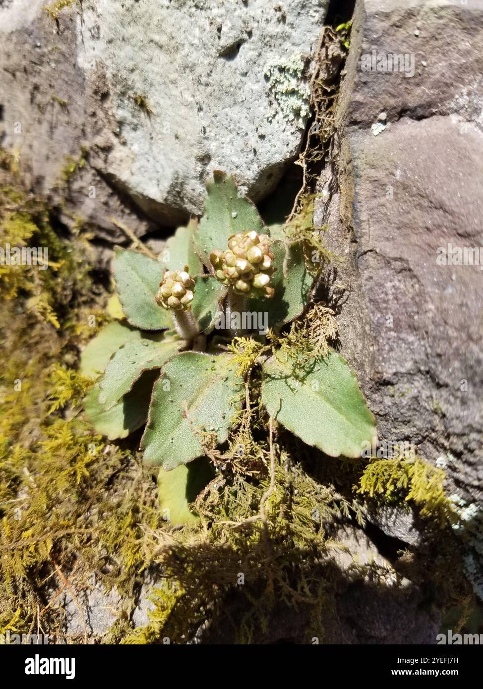 Micranthes virginiensis hi-res stock photography and images - Alamy