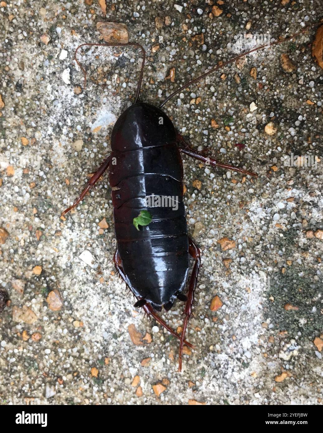 Oriental Cockroach (Blatta orientalis Stock Photo - Alamy