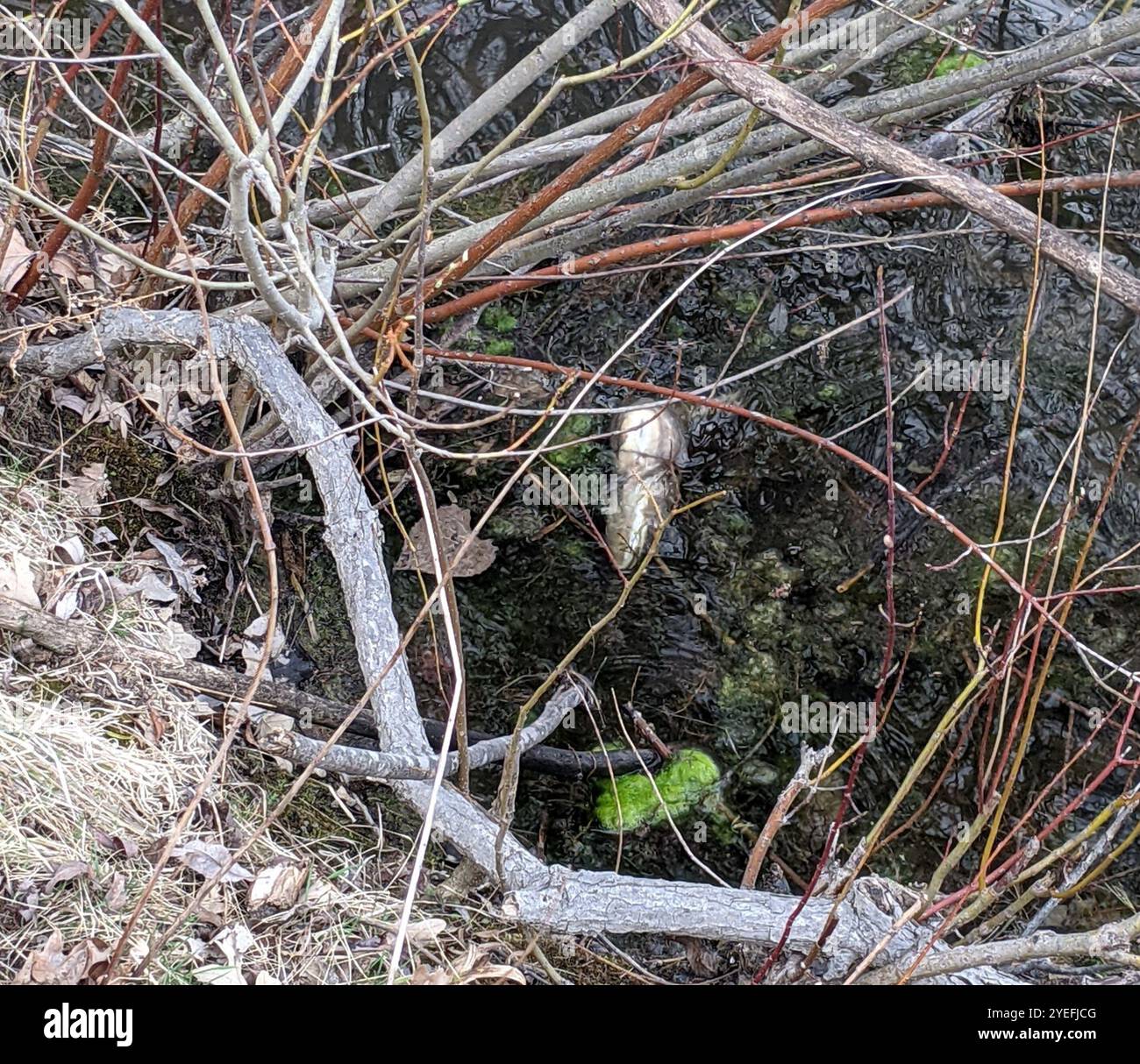 Ray-finned Fishes (Actinopterygii Stock Photo - Alamy