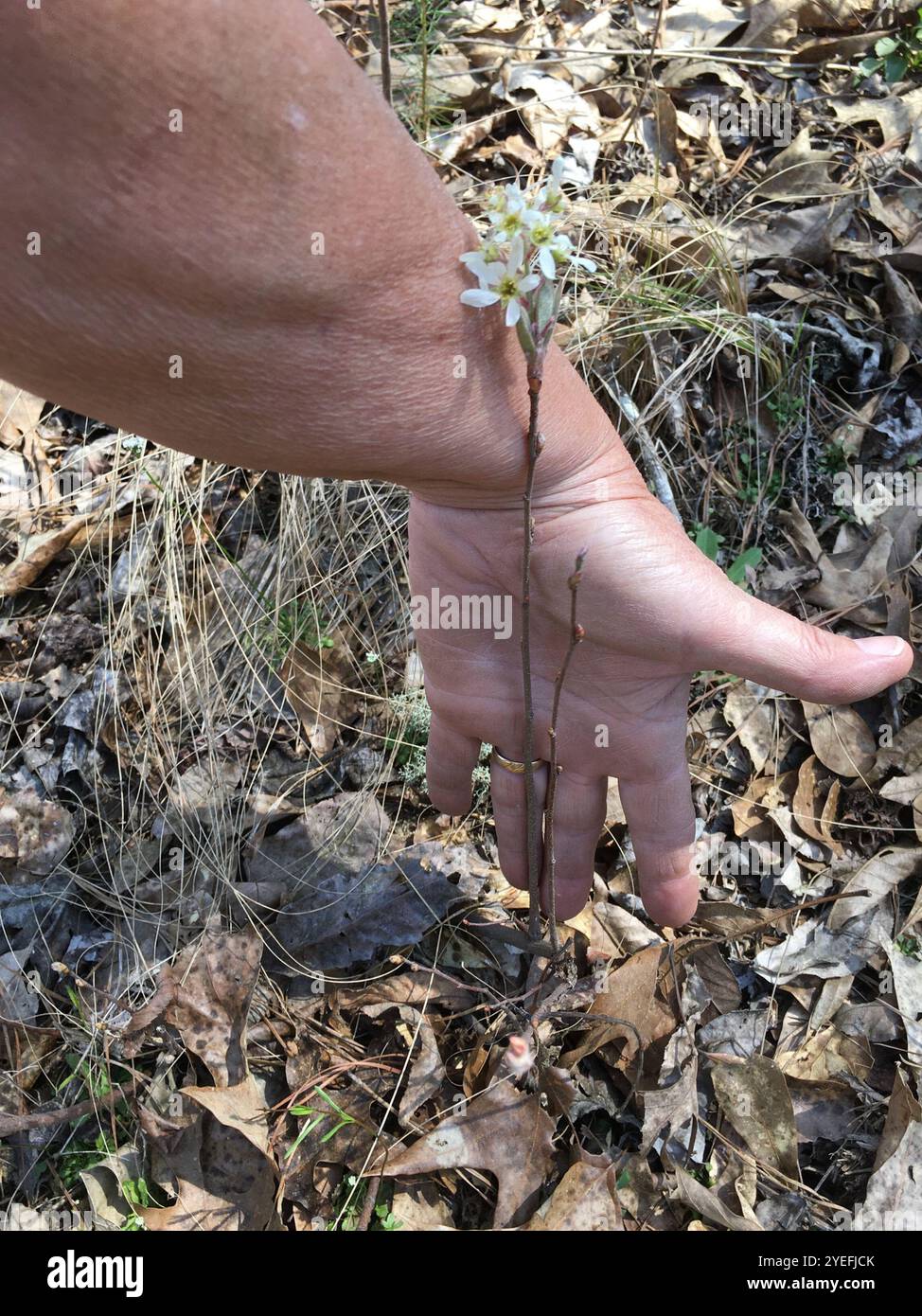 Running Serviceberry (Amelanchier stolonifera Stock Photo - Alamy