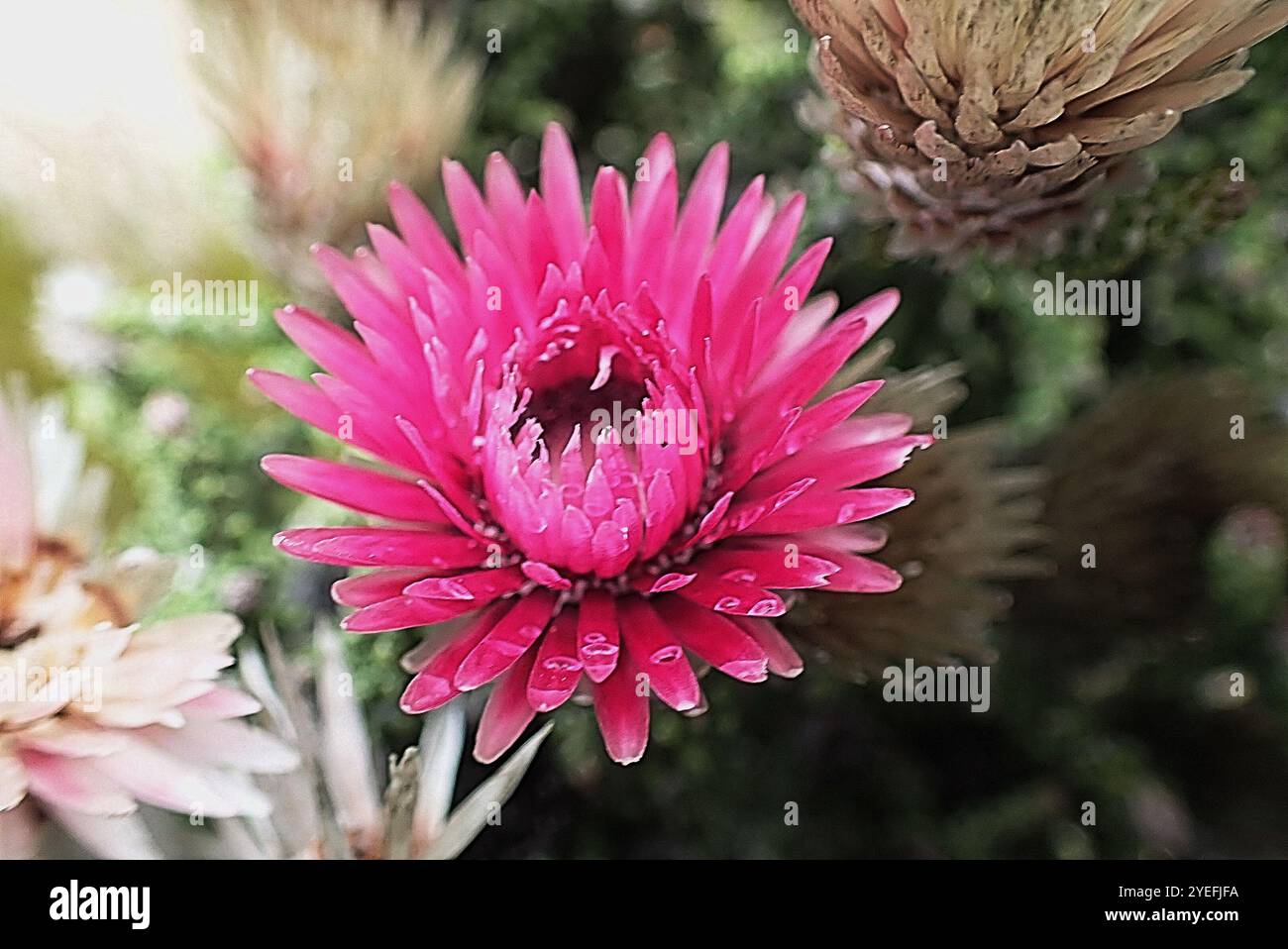 Phaenocoma hi-res stock photography and images - Alamy