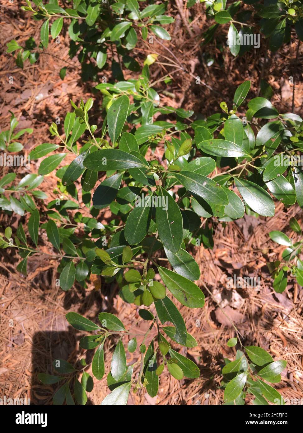 gallberry (Ilex glabra Stock Photo - Alamy