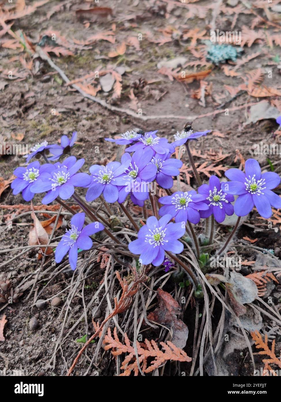 Liverleaf (Hepatica nobilis Stock Photo - Alamy