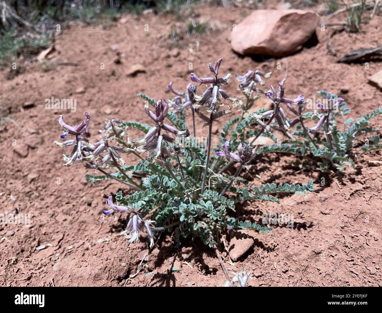 Woolly Locoweed (Astragalus mollissimus Stock Photo - Alamy