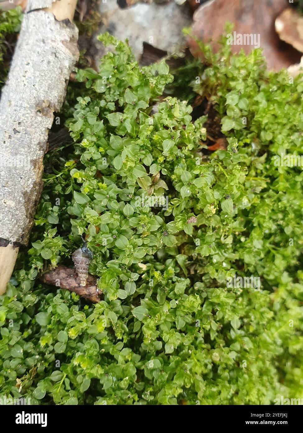 Woodsy Thyme-moss (Plagiomnium cuspidatum Stock Photo - Alamy