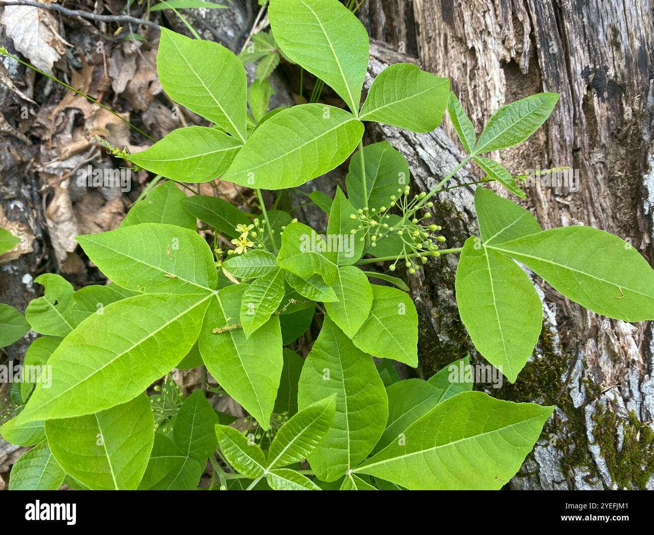 Wafer ash hi-res stock photography and images - Alamy