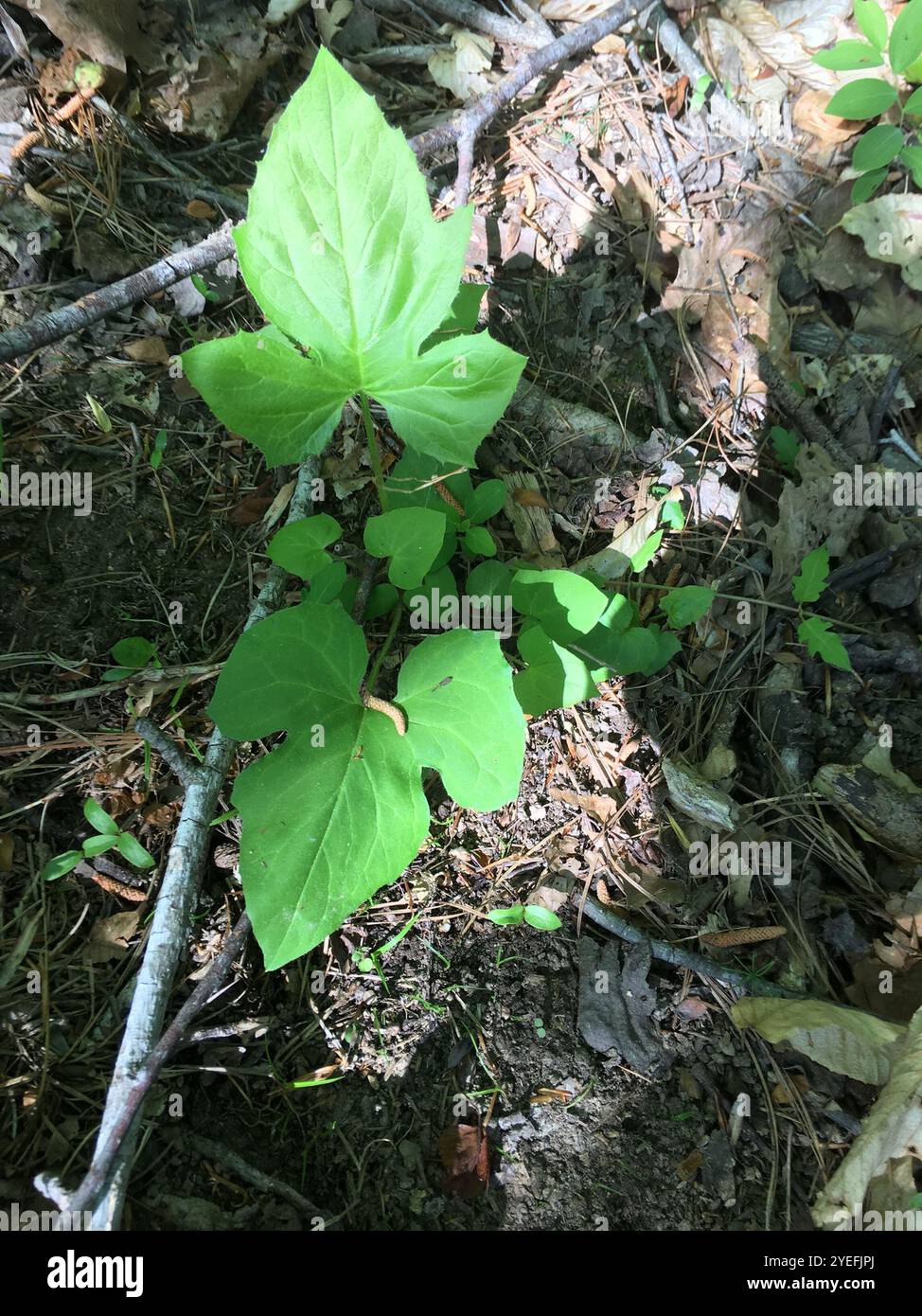 tall rattlesnake root (Nabalus altissimus Stock Photo - Alamy