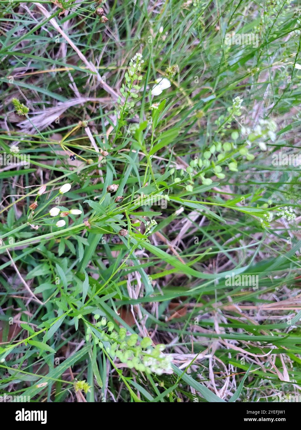 Virginia pepperweed (Lepidium virginicum Stock Photo - Alamy