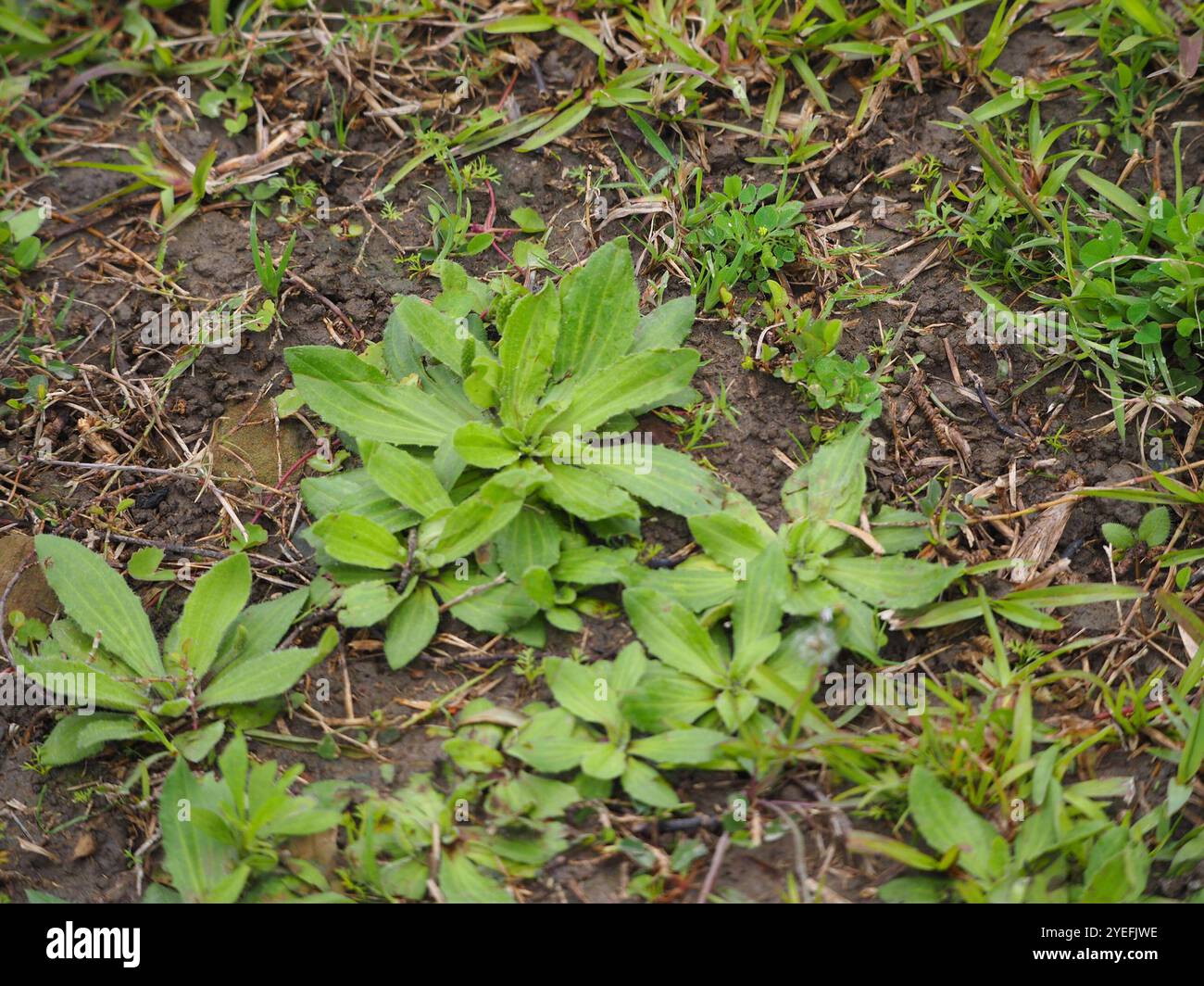 dwarf plantain (Plantago virginica Stock Photo - Alamy