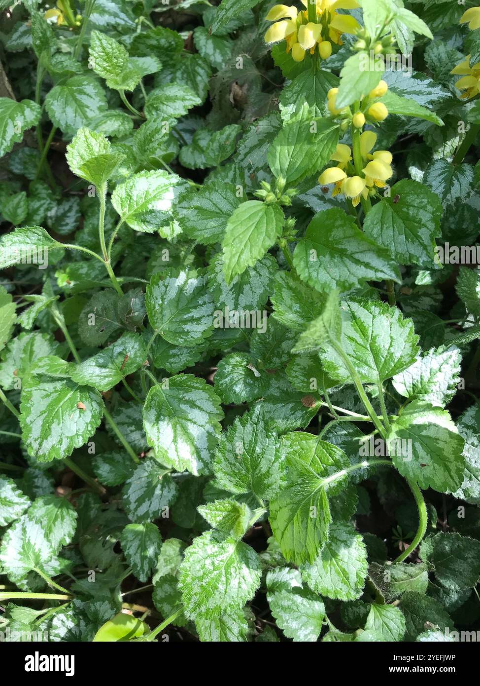 Variegated Yellow Archangel (Lamium galeobdolon argentatum Stock Photo ...