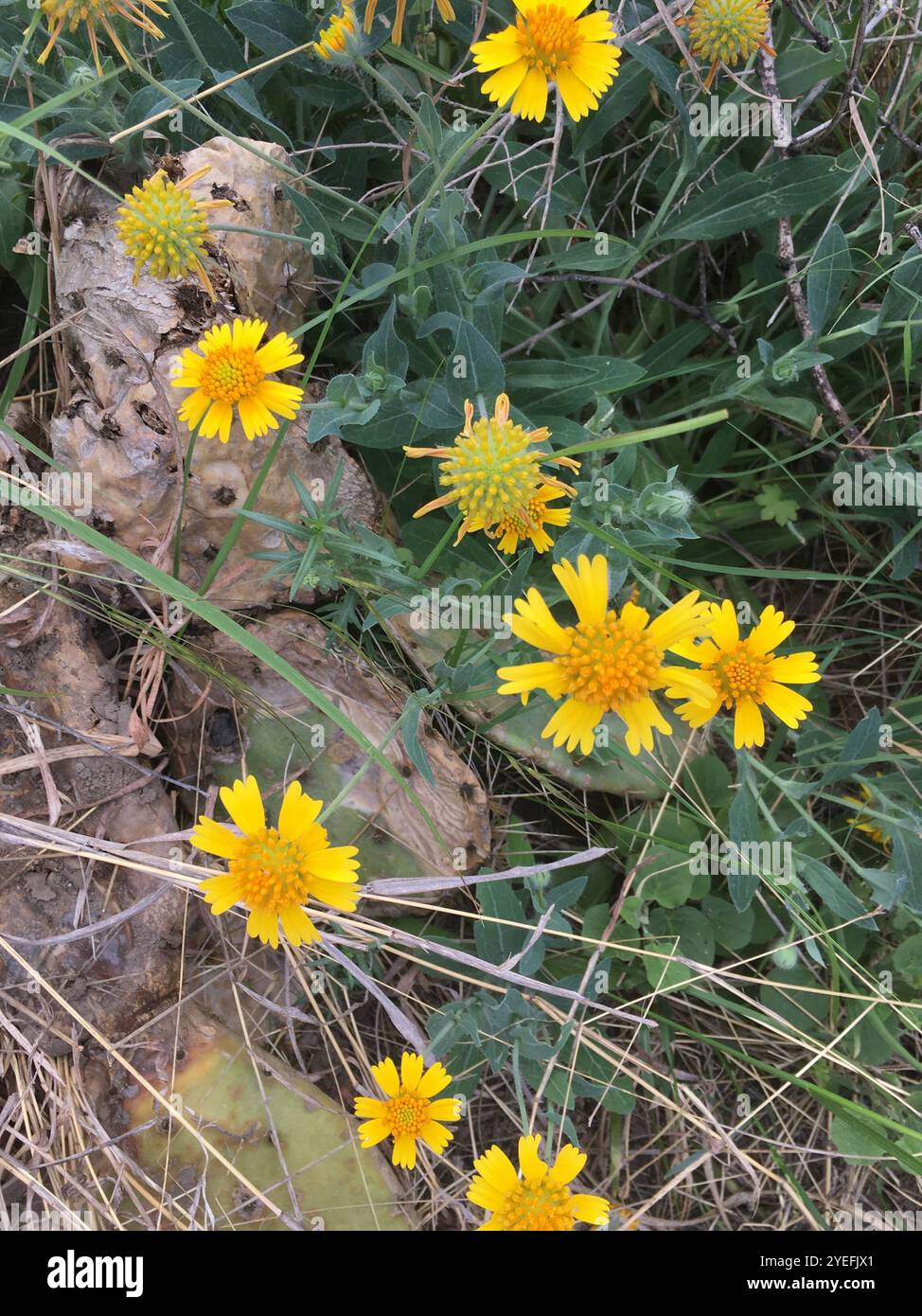 Amblyolepis setigera hi-res stock photography and images - Alamy