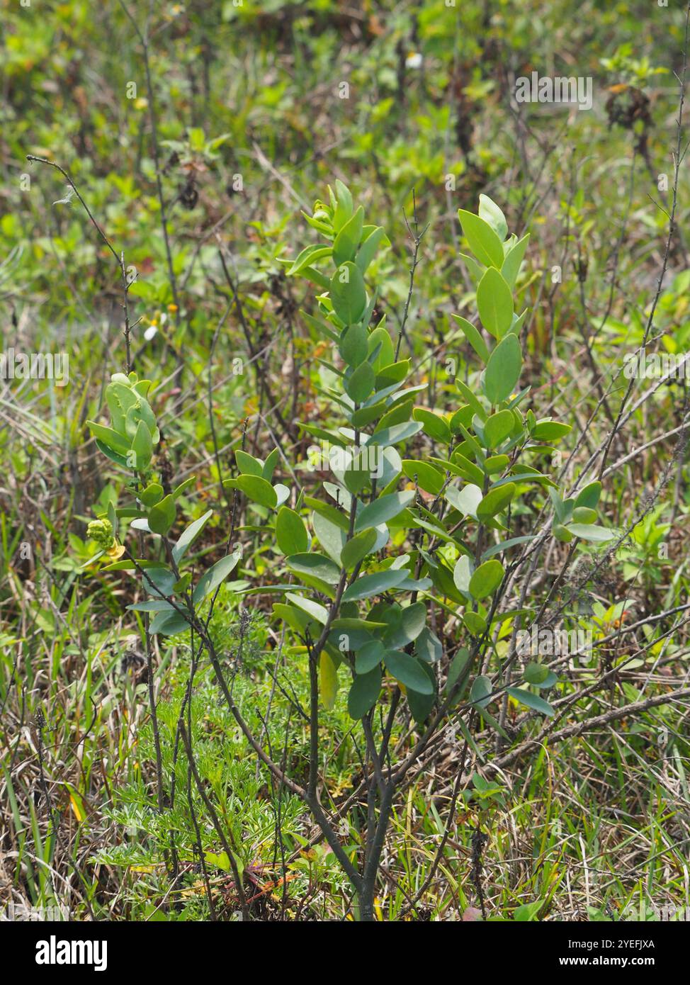 Bootlace Plant (Wikstroemia indica Stock Photo - Alamy