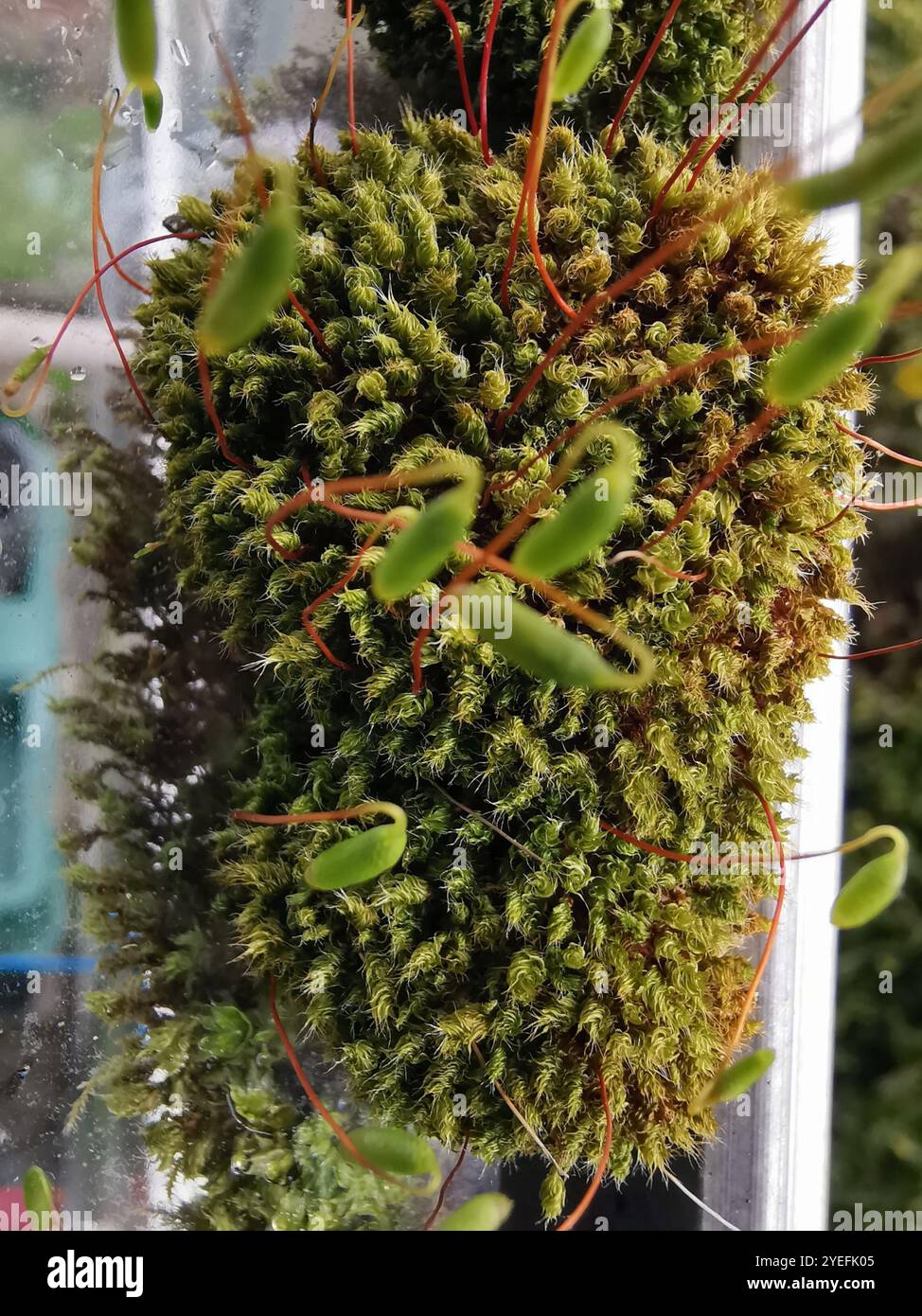 Capillary Thread-moss (Ptychostomum capillare Stock Photo - Alamy