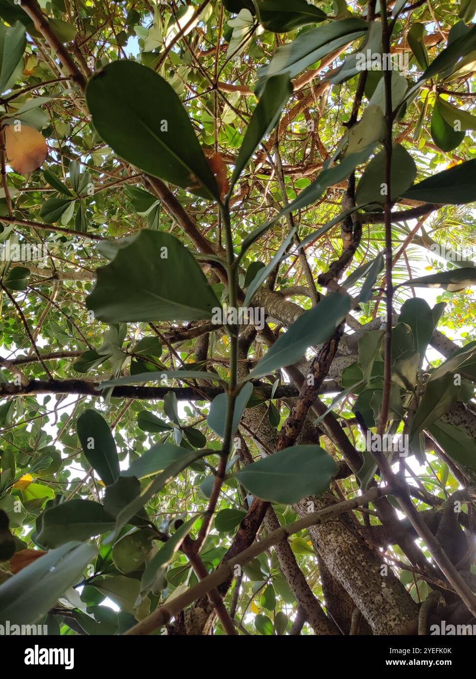autograph tree (Clusia rosea Stock Photo - Alamy