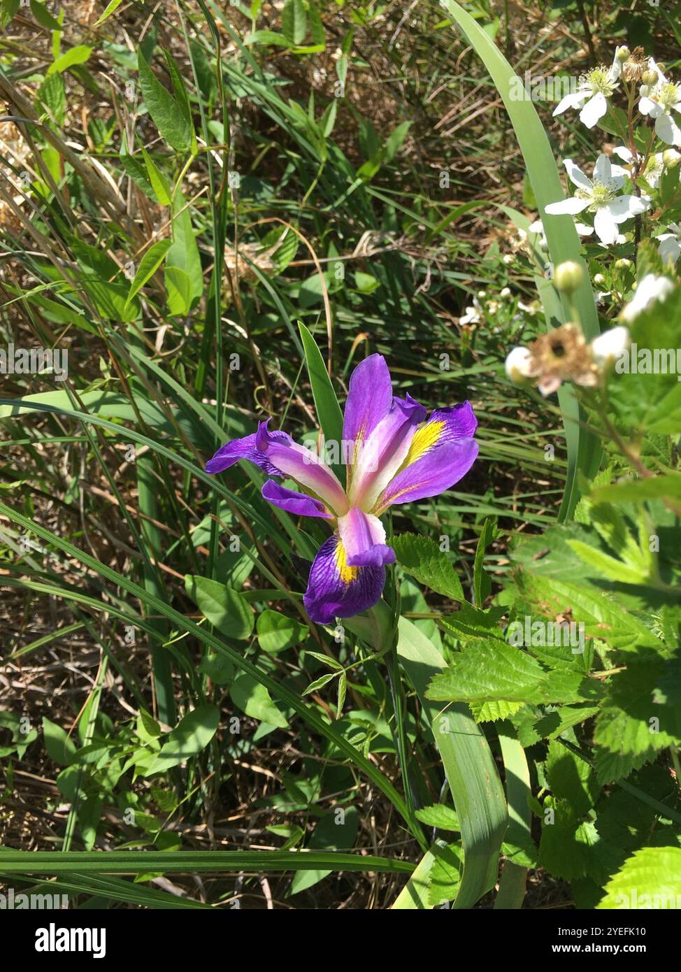 southern blue flag (Iris virginica Stock Photo - Alamy