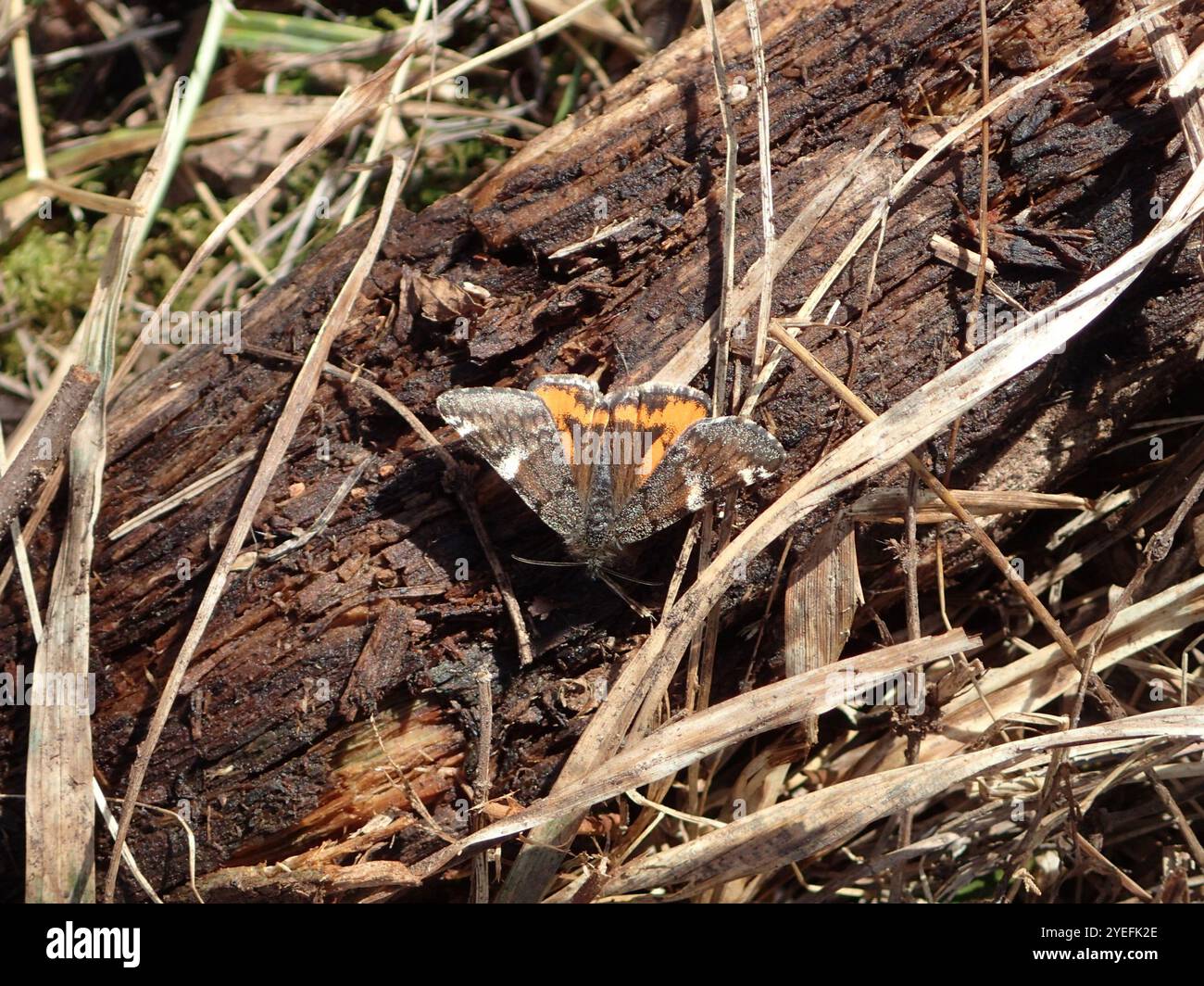 Infant Moth (Archiearis infans Stock Photo - Alamy