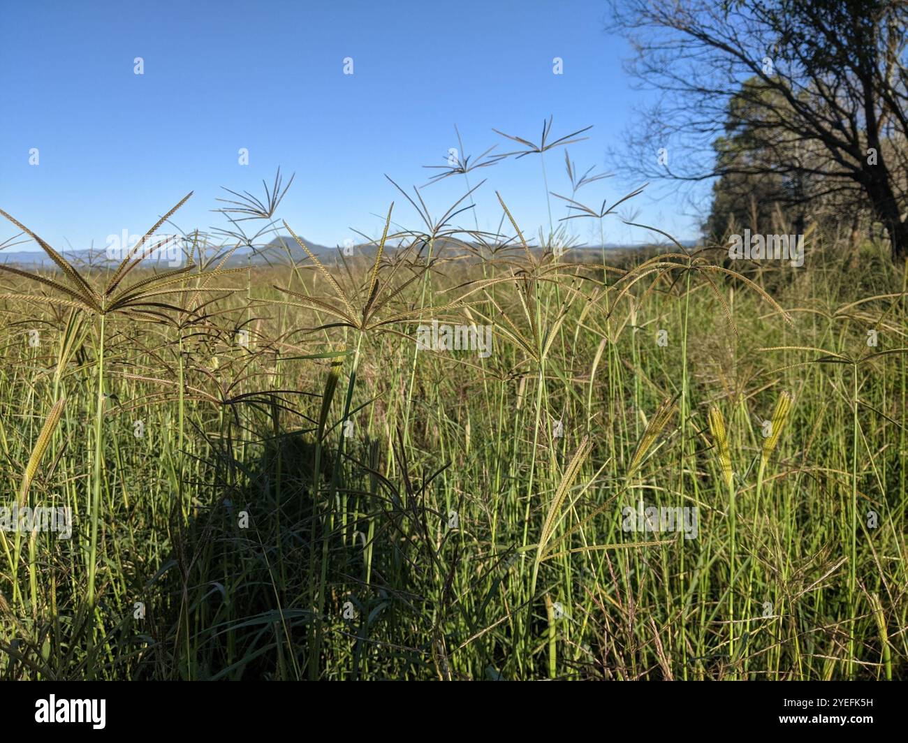 Chloris gayana hi-res stock photography and images - Alamy