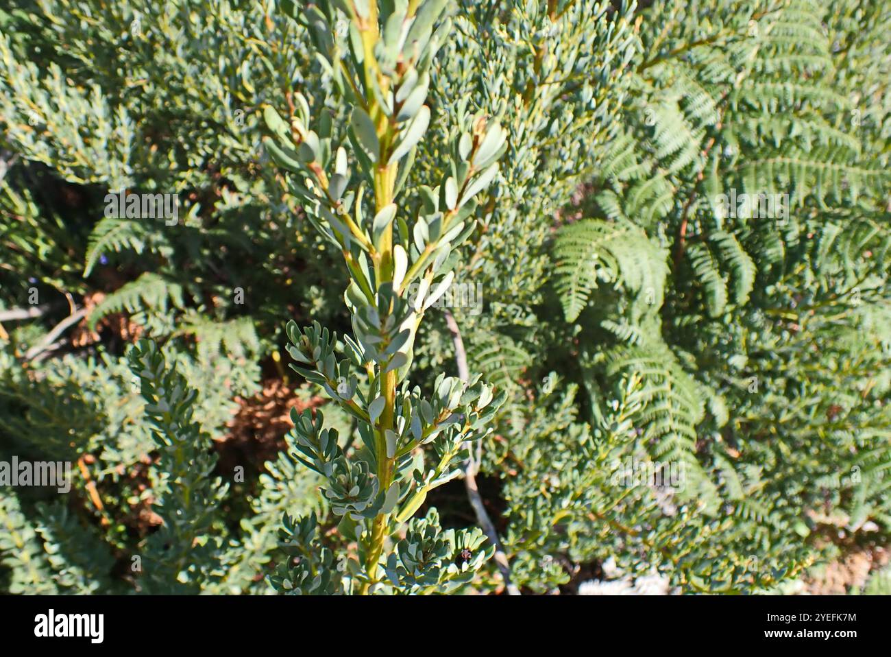 Vlei Honeybush (Cyclopia subternata Stock Photo - Alamy