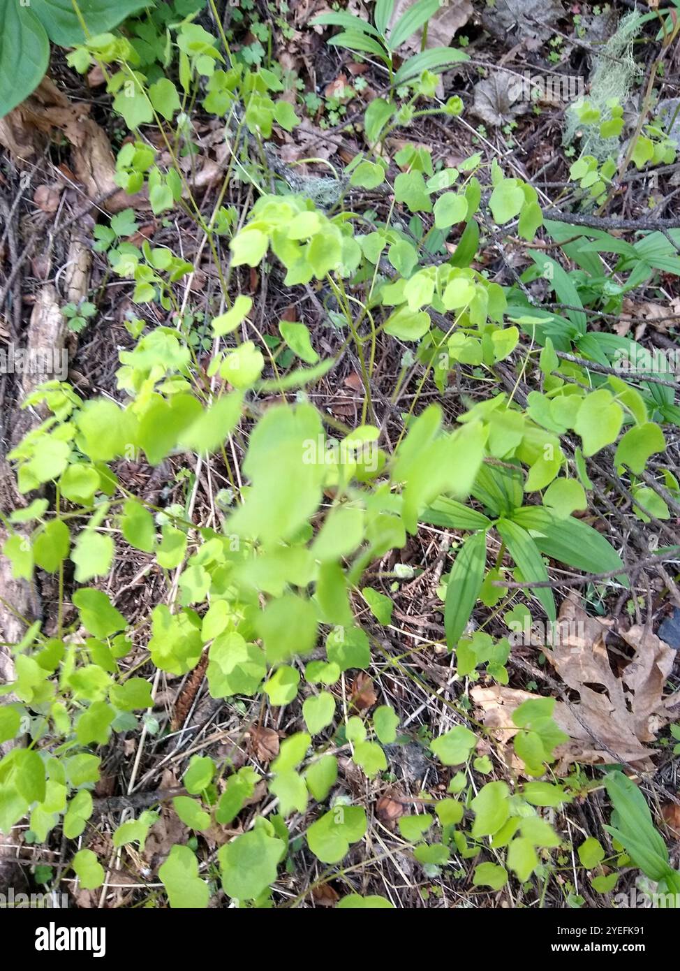 White Inside-out Flower (Vancouveria hexandra Stock Photo - Alamy