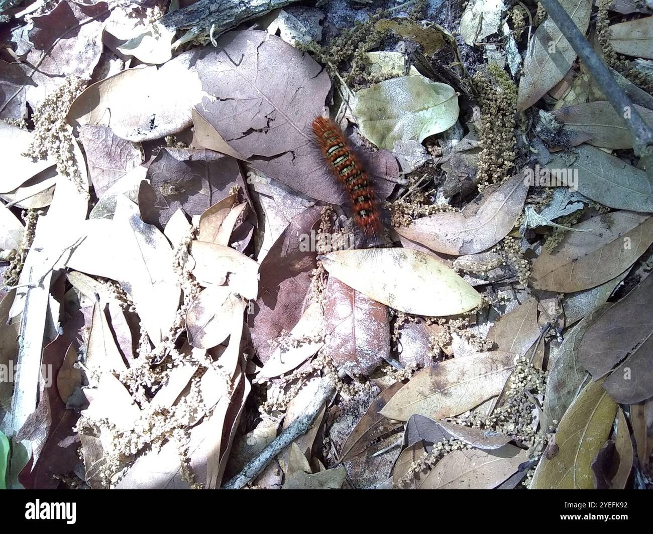 Echo Moth (Seirarctia echo Stock Photo - Alamy