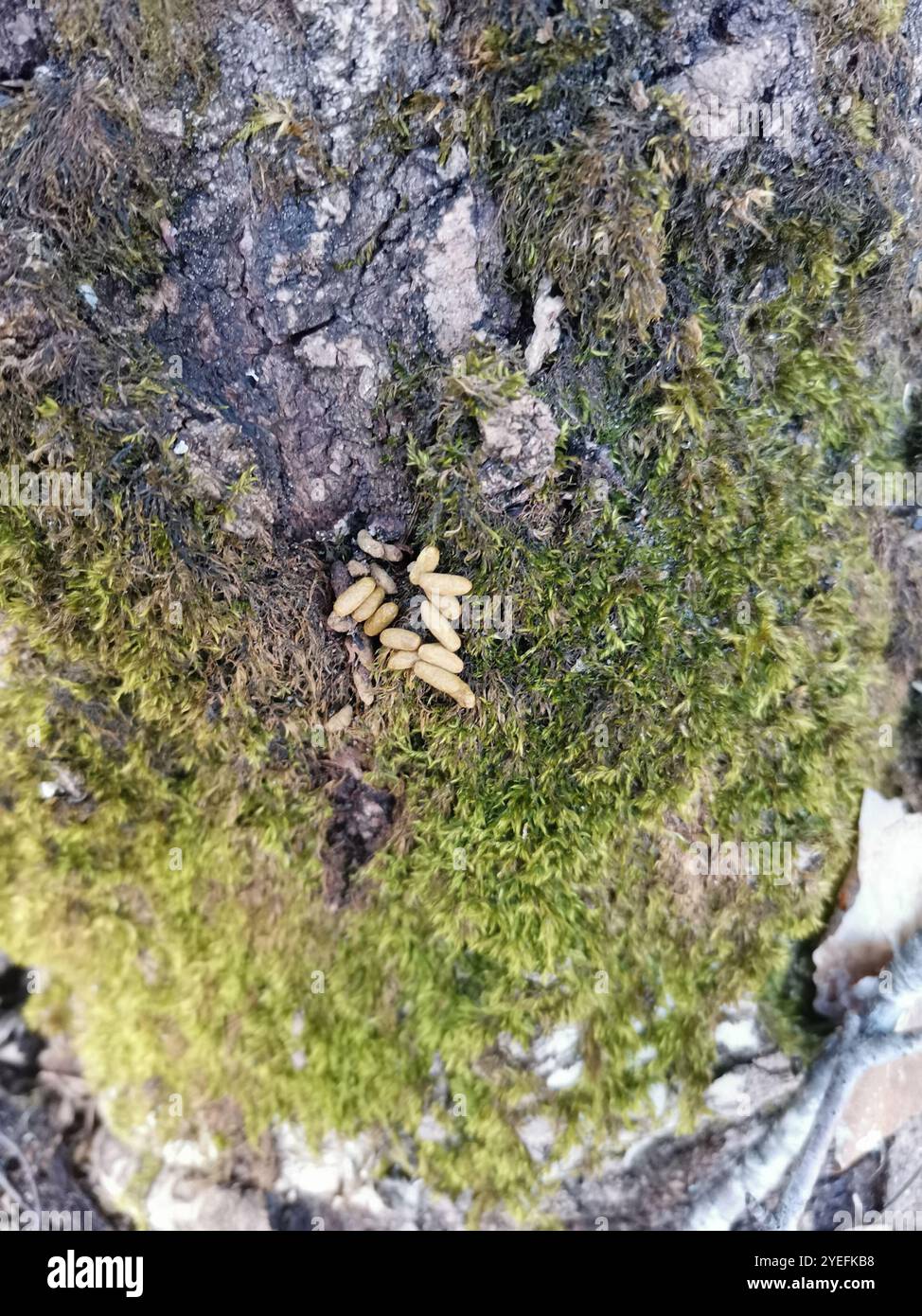 Siberian Flying Squirrel (Pteromys volans Stock Photo - Alamy