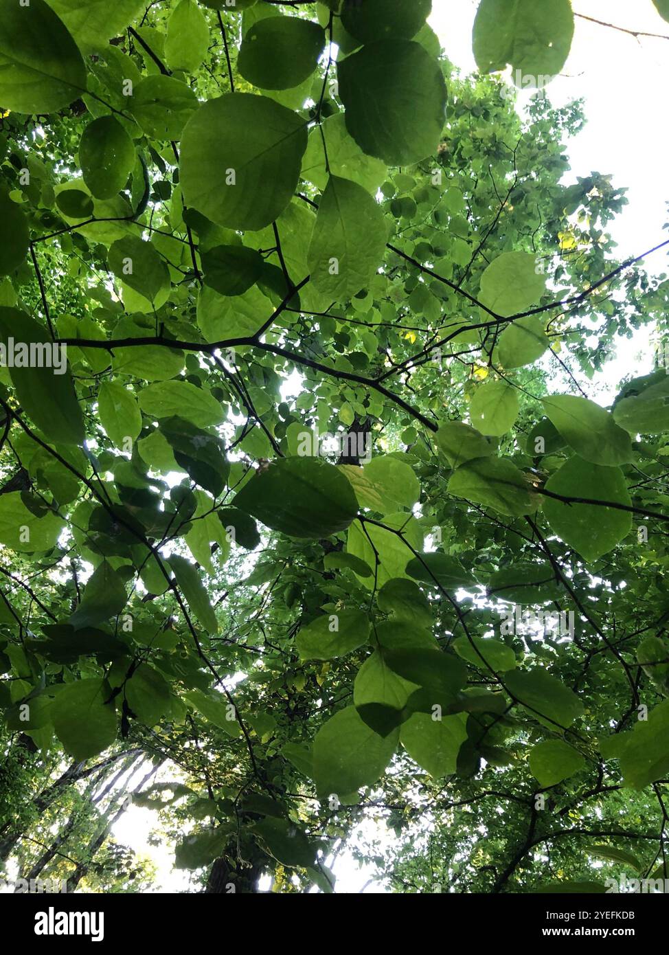 Bigleaf Snowbell (Styrax grandifolius Stock Photo - Alamy