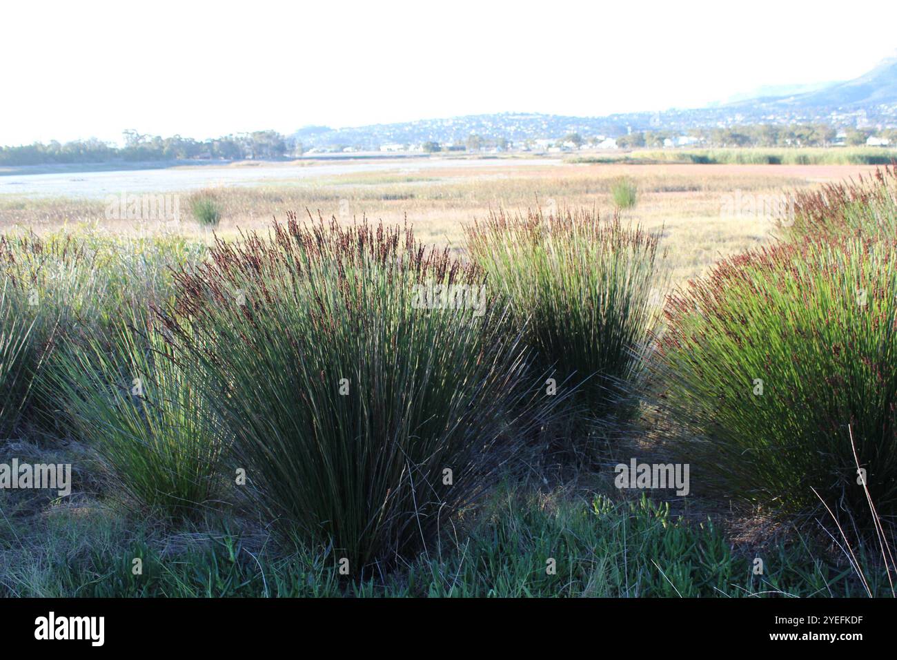 Elegia tectorum hi-res stock photography and images - Alamy