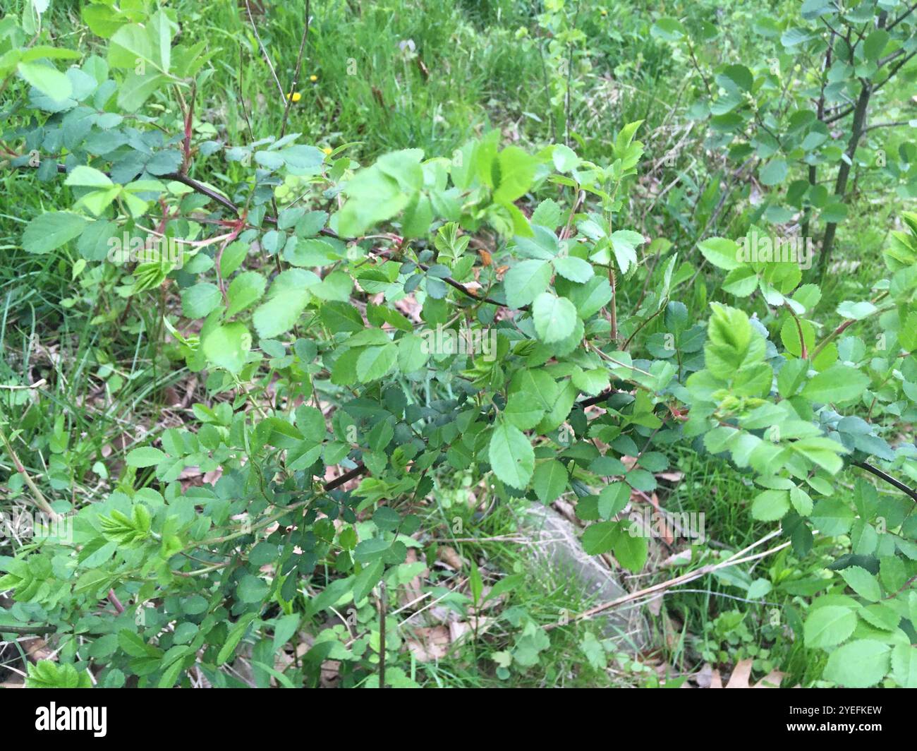 multiflora rose (Rosa multiflora Stock Photo - Alamy