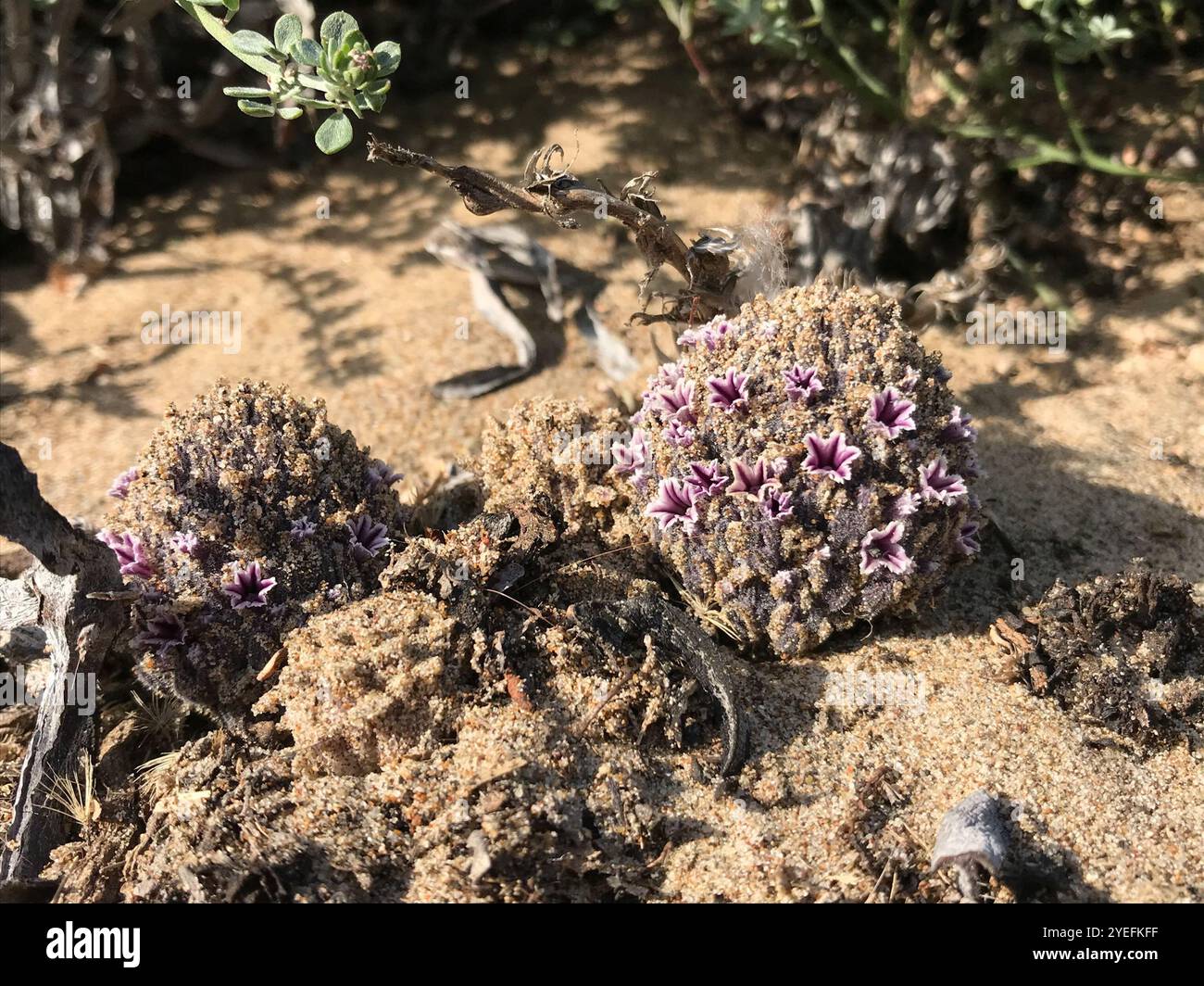 desert Christmas tree (Pholisma arenarium Stock Photo - Alamy