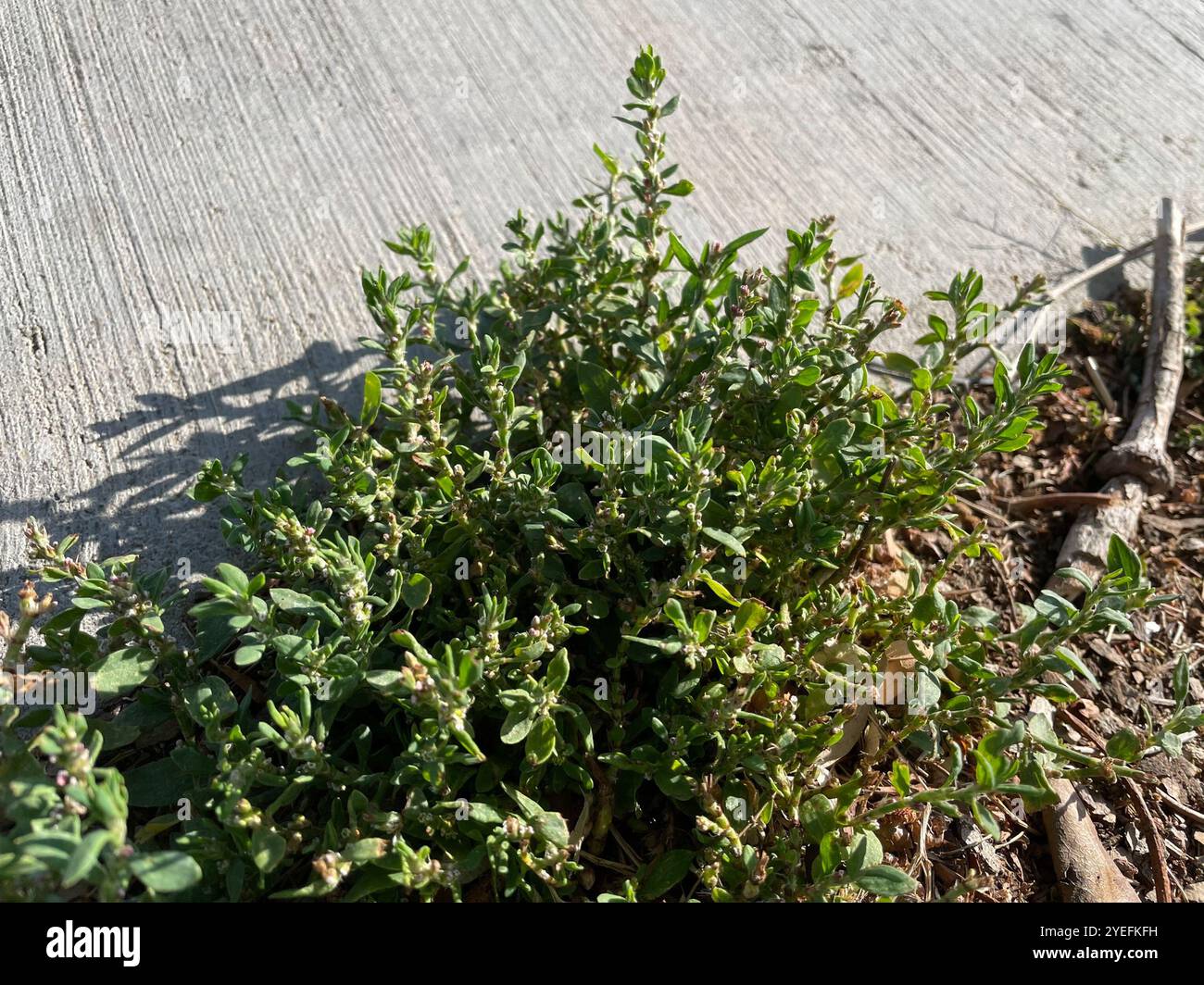 Prostrate knotweed hi-res stock photography and images - Alamy