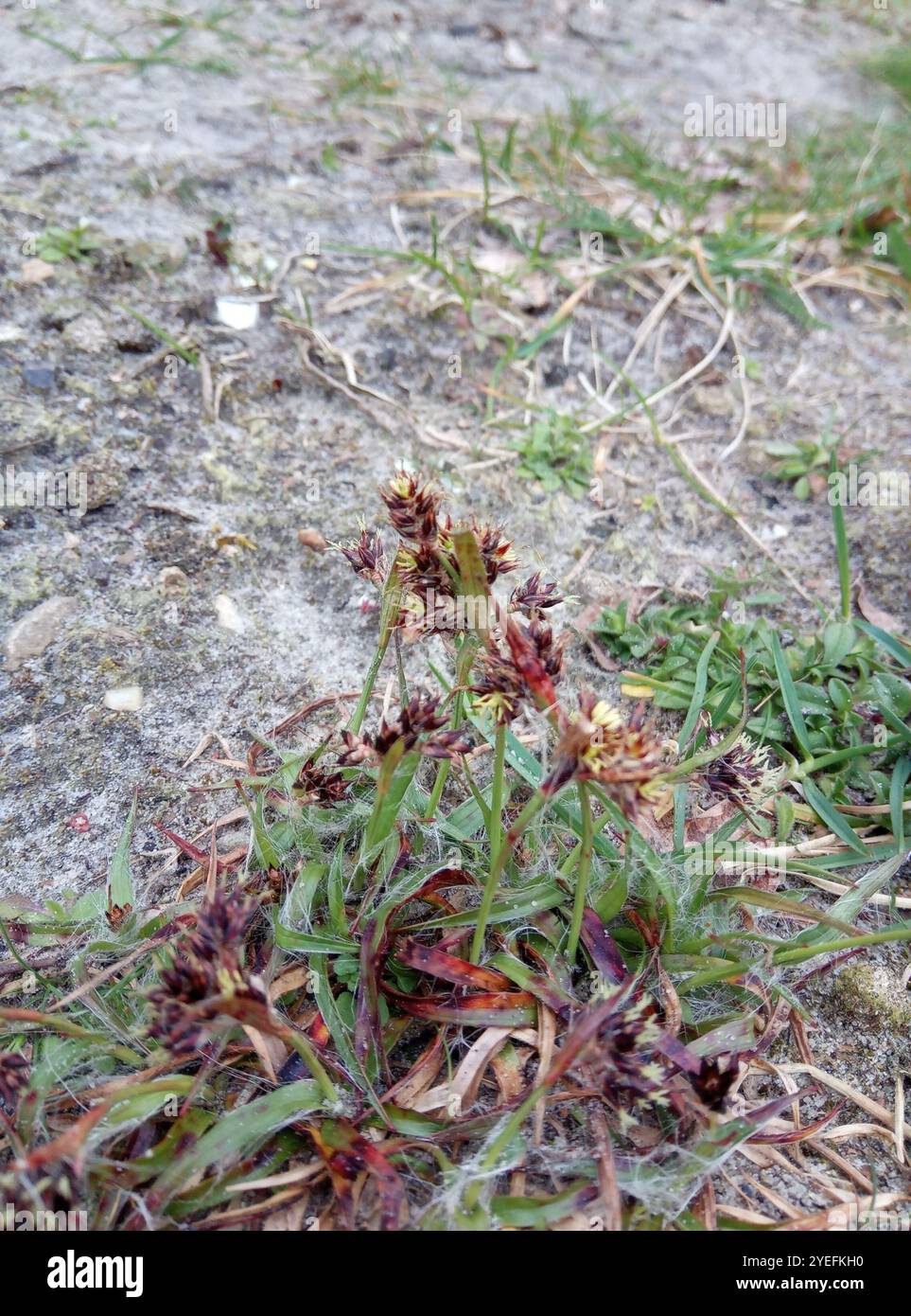 Field woodrush (Luzula campestris Stock Photo - Alamy