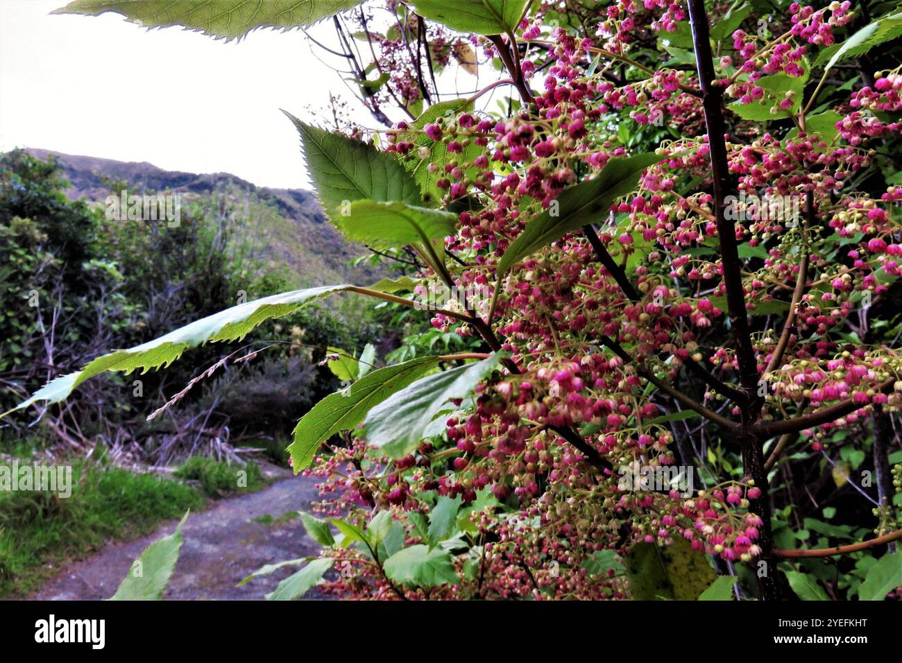 Aristotelia serrata aristotelia serrata hi-res stock photography and ...