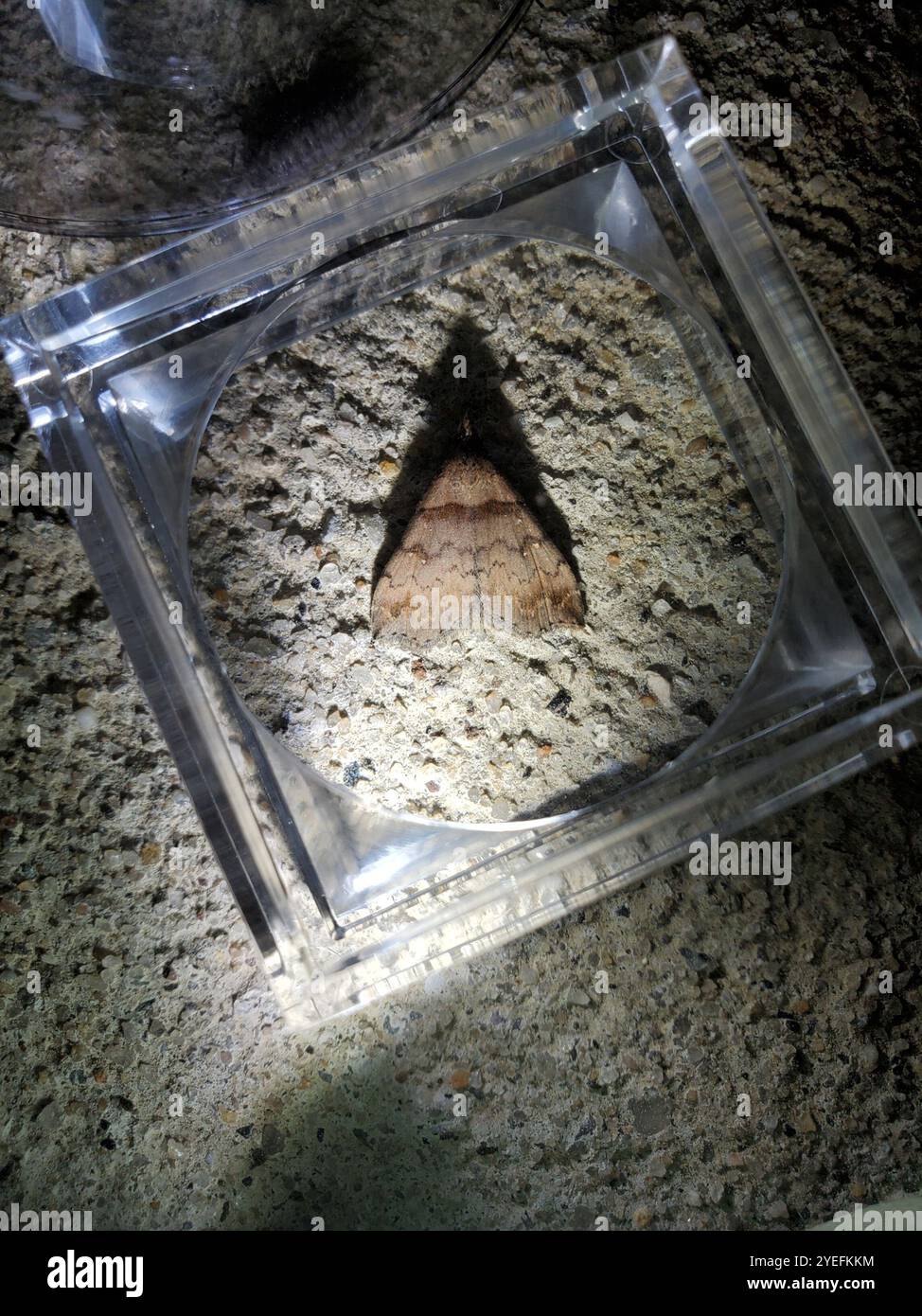 Ambiguous Moth (Lascoria ambigualis Stock Photo - Alamy