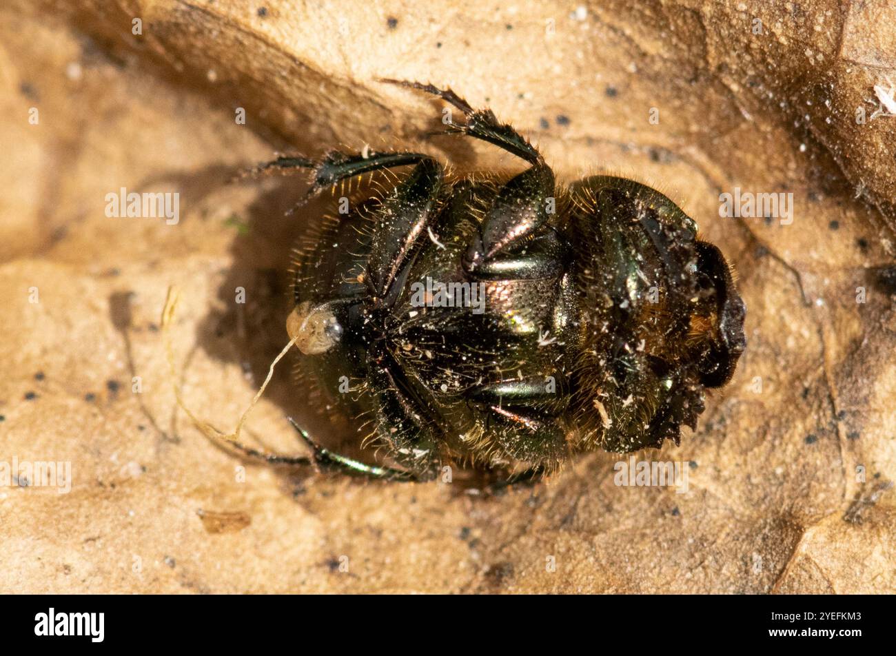 metallic horned dung beetle (Onthophagus coenobita Stock Photo - Alamy