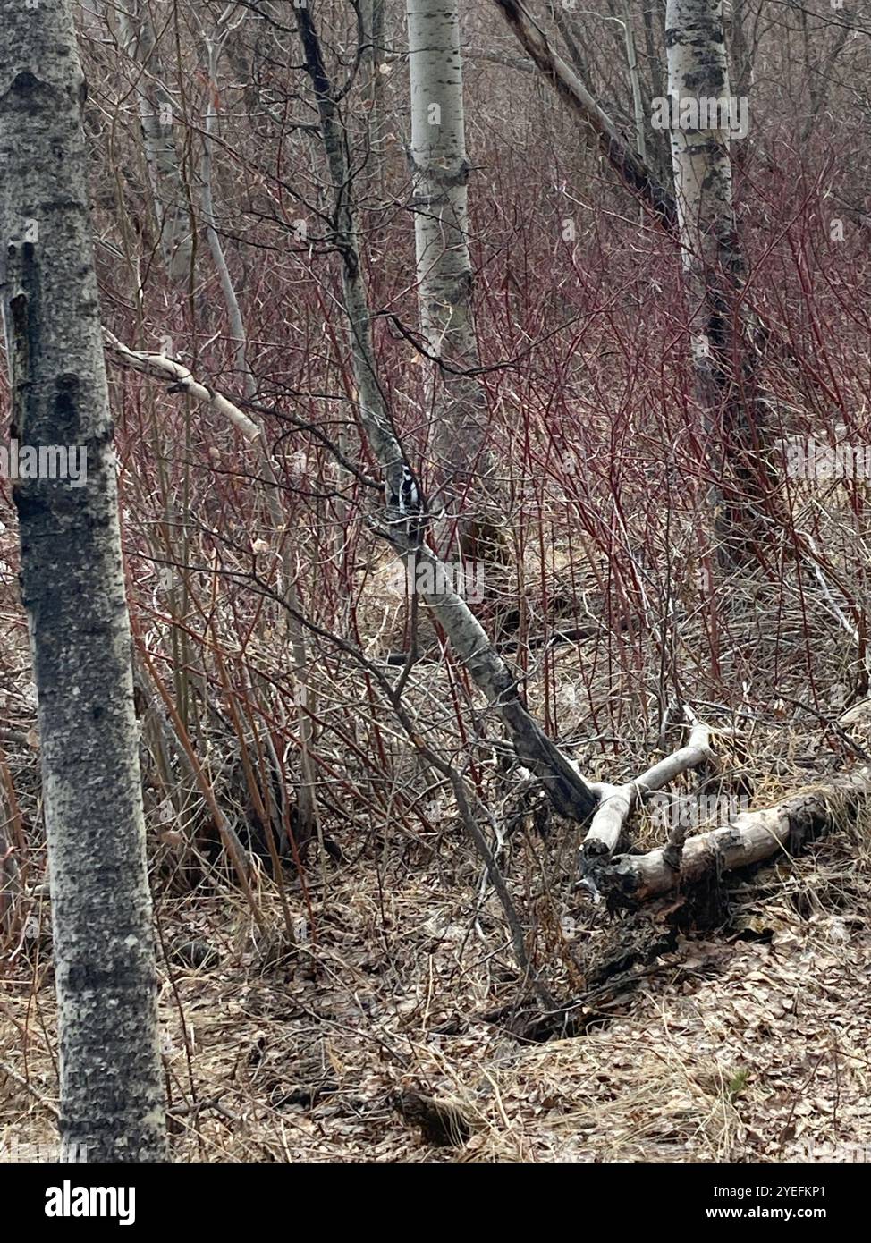 Dryobates Woodpeckers (Dryobates Stock Photo - Alamy