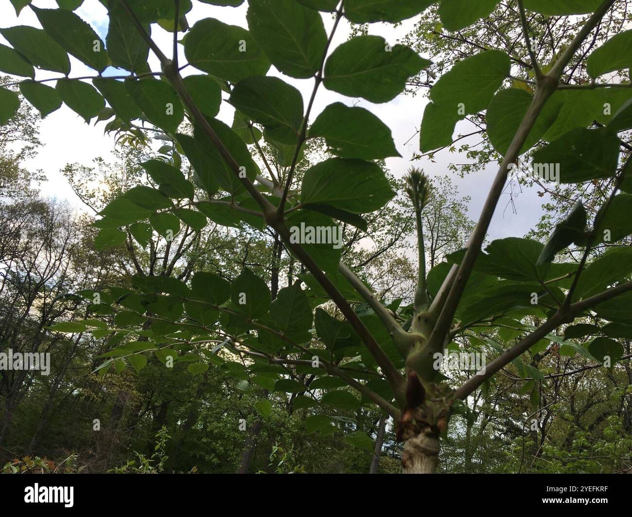 Japanese angelica tree (Aralia elata Stock Photo - Alamy